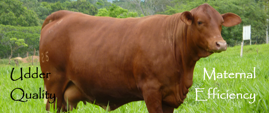 Senepol Cattle Breeders Association