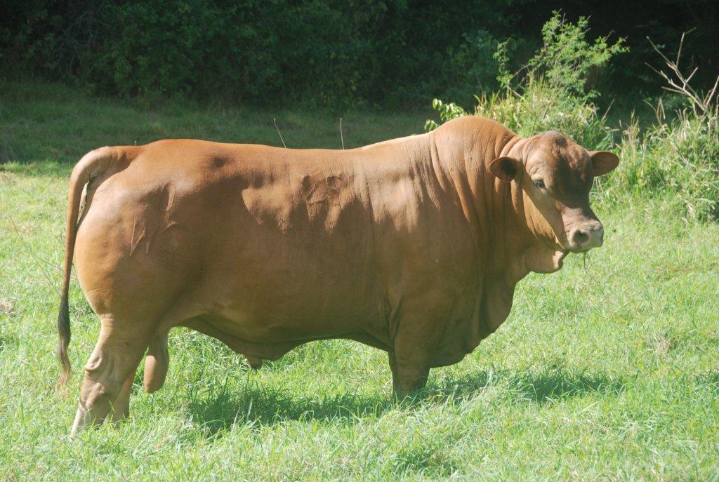 Senepol Cattle Breeders Association